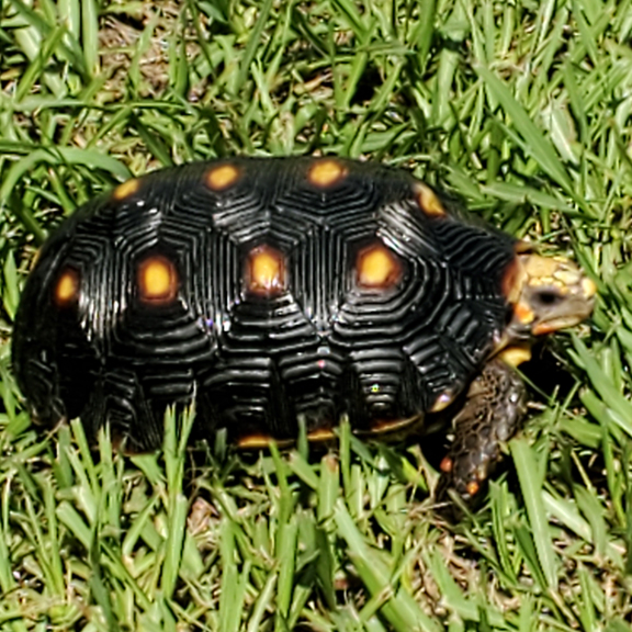 Red Foot Tortoise Full Grown