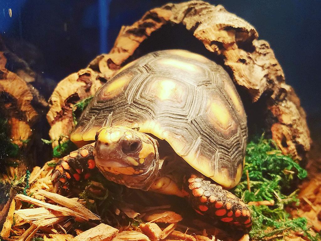 Shelldon - Redfoot Ranch