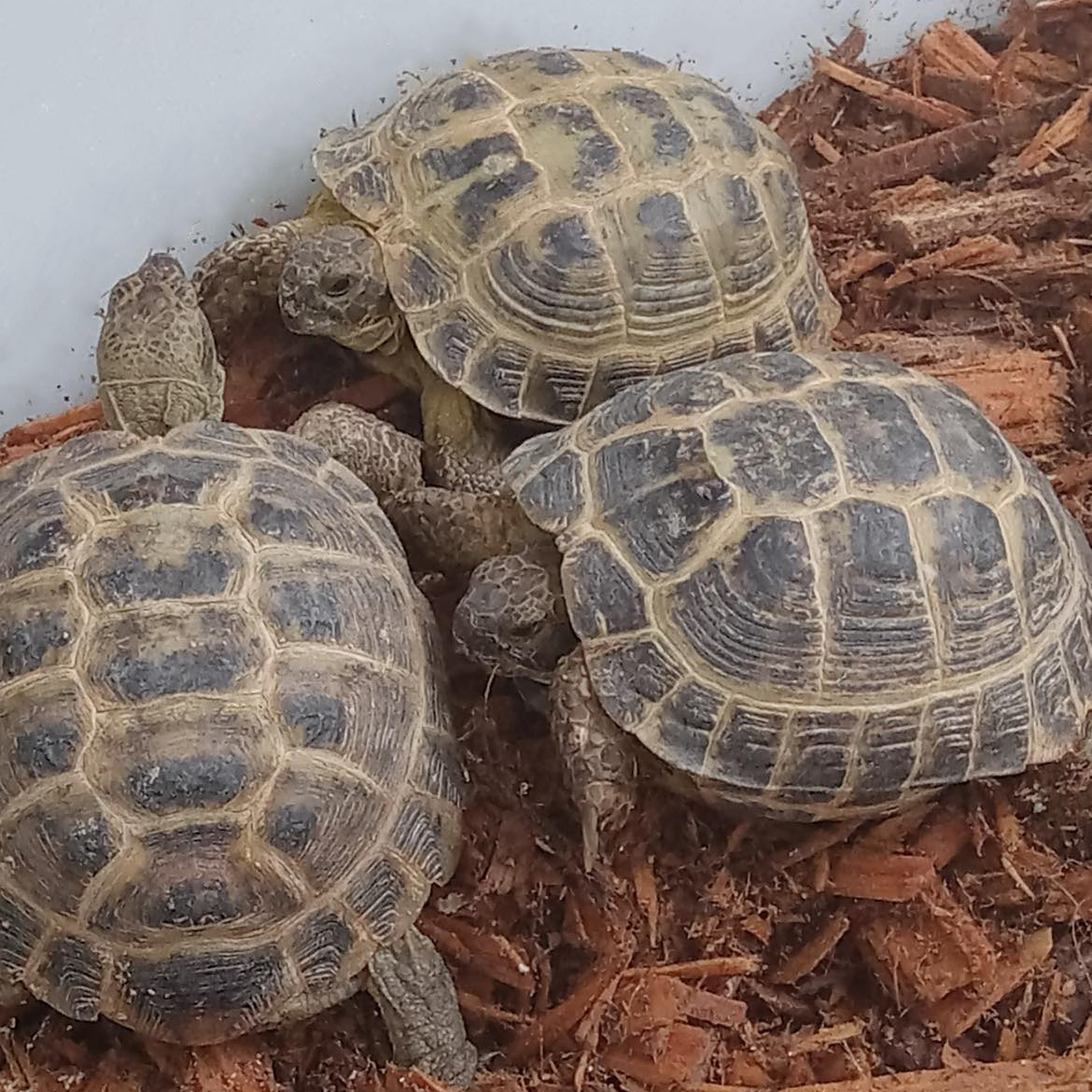 Russian Tortoise Size Chart