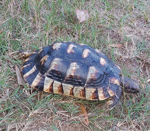 Marginated tortoise | FaunaClassifieds