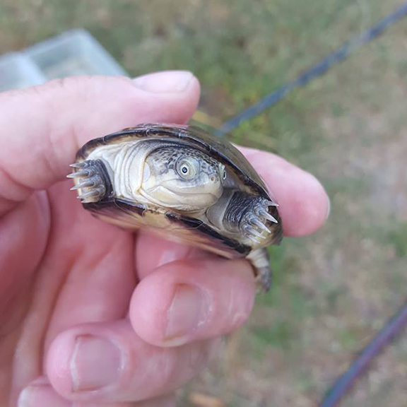 African Sideneck Turtle
