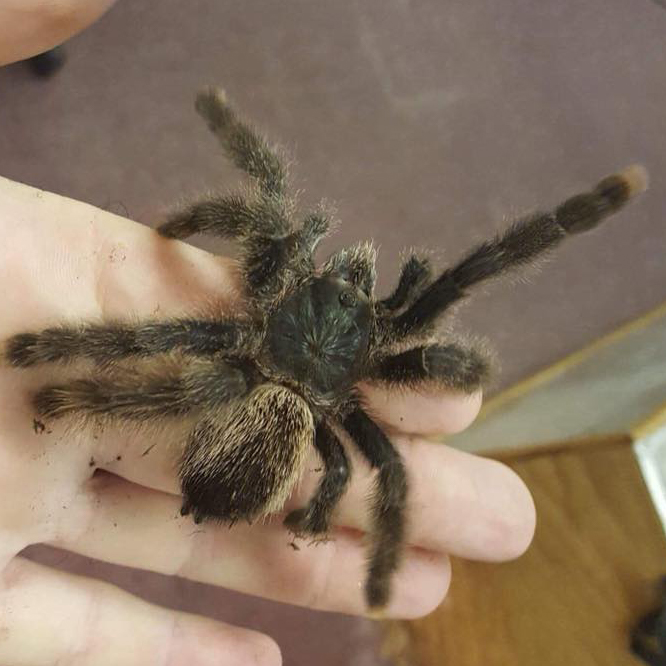 Metallic Pink Toe Tarantula
