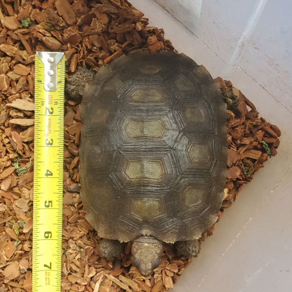 Burmese Mountain Tortoise Information