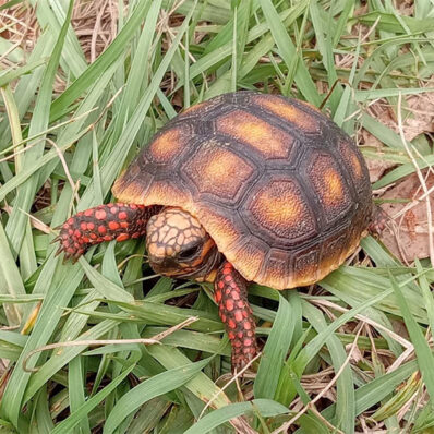 Redfoot Tortoise Hatchlings - Redfoot Ranch