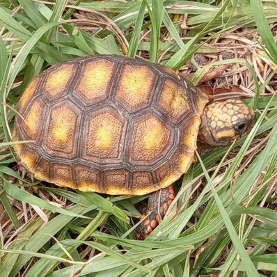 Redfoot Tortoise Hatchlings - Redfoot Ranch