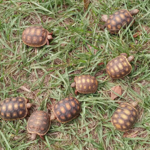 Redfoot Tortoise Hatchlings - Redfoot Ranch