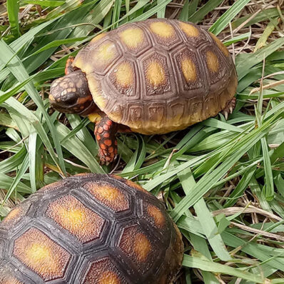 Home Redfoot Ranch - Redfoot Ranch