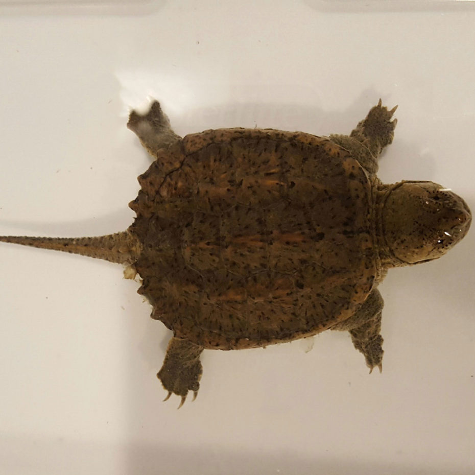 Buy Snapping Turtle Hatchling