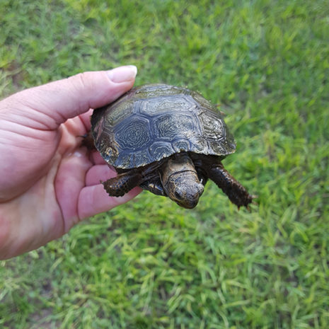 Home Redfoot Ranch - Redfoot Ranch