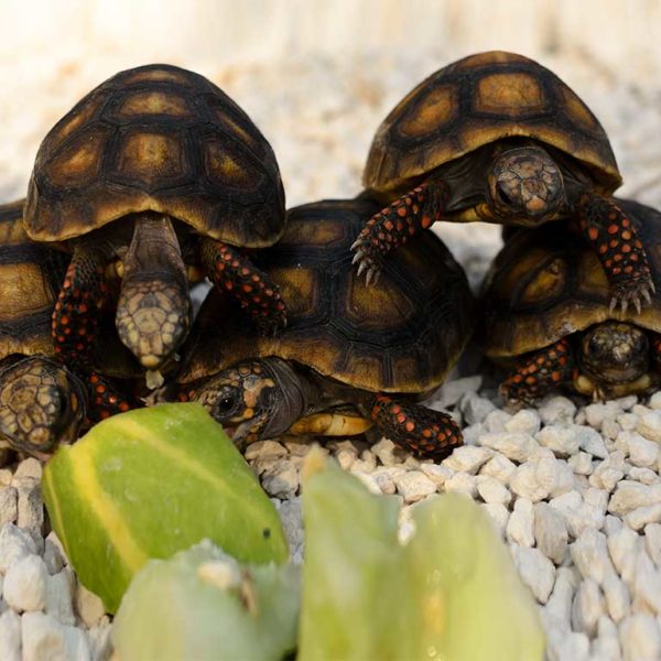 Redfoot Tortoise Jumbo Hatchlings - Redfoot Ranch