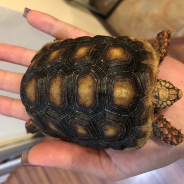Redfoot Tortoise Jumbo Hatchlings - Redfoot Ranch
