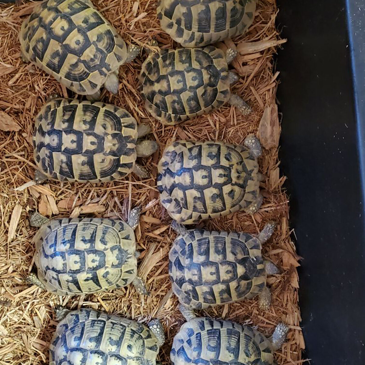 Buy Hermann Tortoise adults