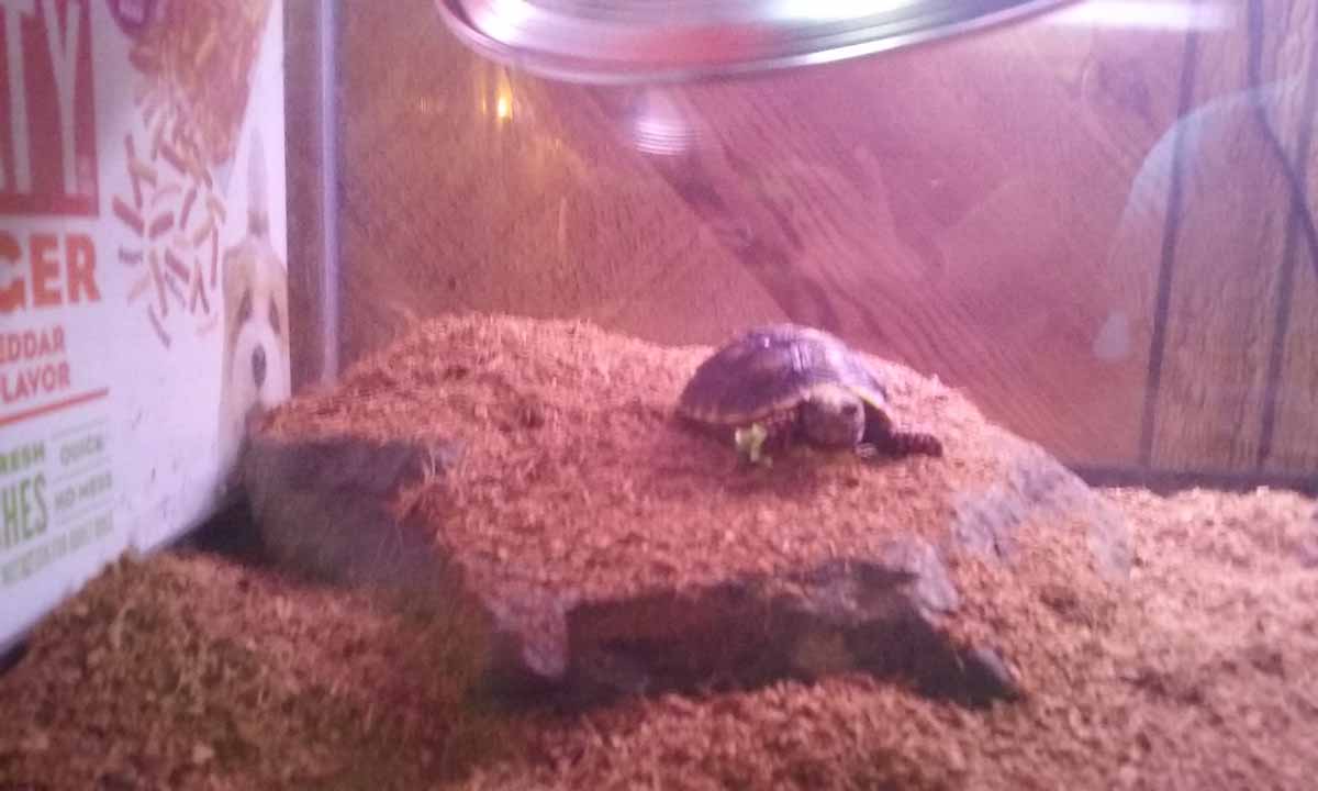 Yurtle and Squirtle - Redfoot Ranch