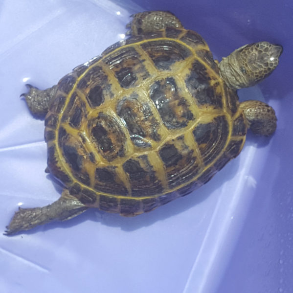 Home - Redfoot Ranch