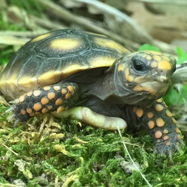 Home Redfoot Ranch - Redfoot Ranch