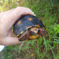 Home Redfoot Ranch - Redfoot Ranch
