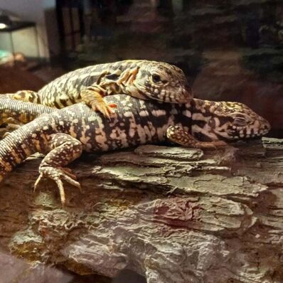 Redfoot Ranch – Tortoises and Turtles are My Passion