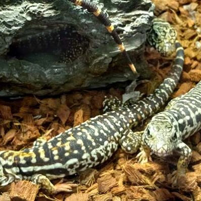 Paraguayan Red Tegu Hatchlings - Redfoot Ranch