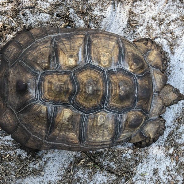 Adult Spur Thigh Tortoise - Redfoot Ranch