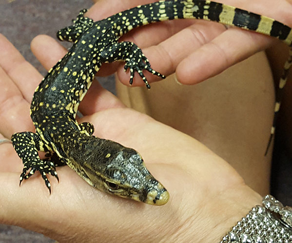 Sumatran water Monitor Hatchlings - Redfoot Ranch