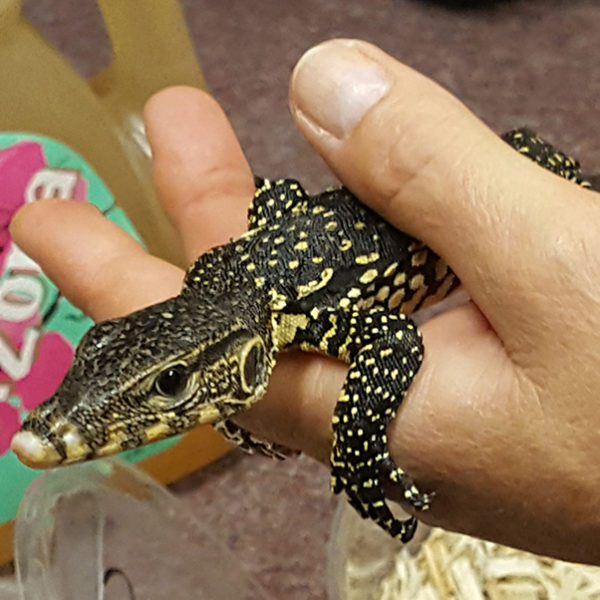 Sumatran water Monitor Hatchlings - Redfoot Ranch
