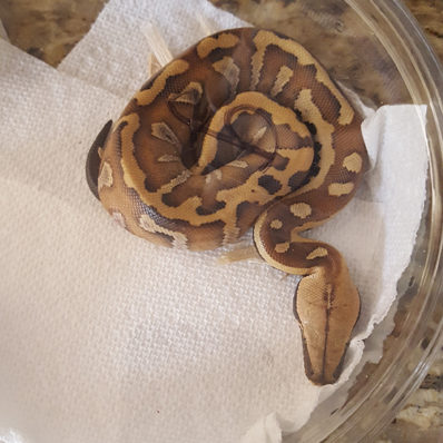 Bangka Blood Pythons - Redfoot Ranch