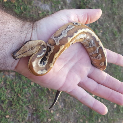 Bangka Blood Pythons - Redfoot Ranch