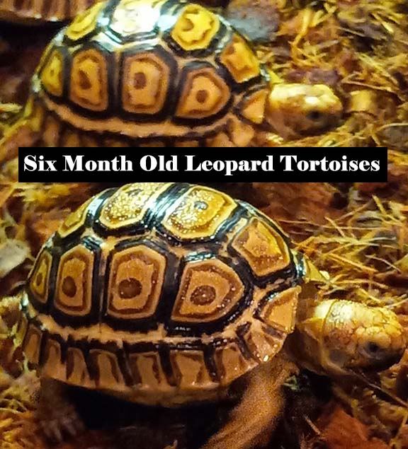 Leopard Tortoise Jumbo hatchling – Redfoot Ranch