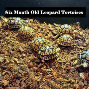 Leopard Tortoise Jumbo hatchling – Redfoot Ranch