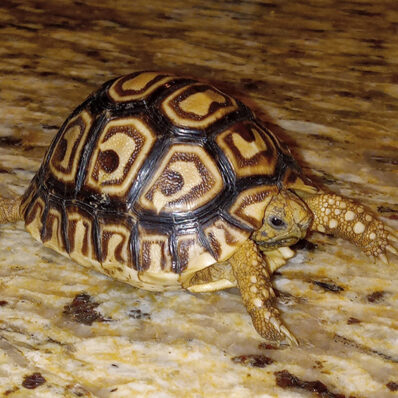 Hatchling tort – Redfoot Ranch