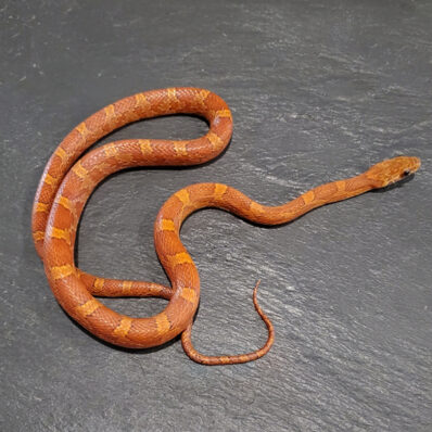 Strawberry Corn Snake - Redfoot Ranch