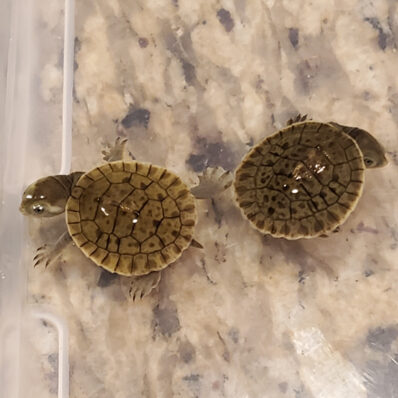 Buy Krexfft's Turtle Hatchling