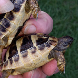 Hatchling tort Archives - Redfoot Ranch